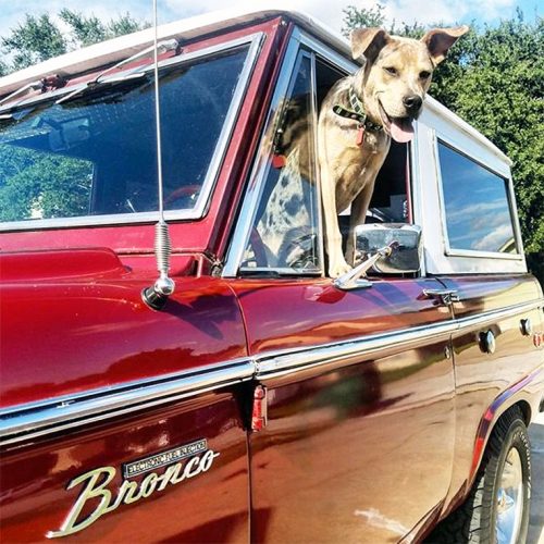 Apparently, Ford Broncos and dogs go together | VISOR