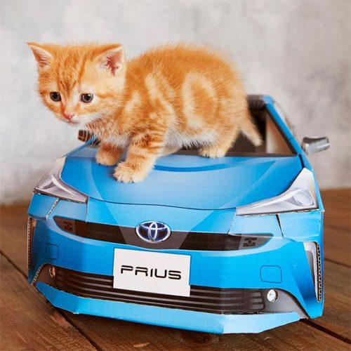 This cat playing with a cardboard Toyota Prius will calm you | VISOR