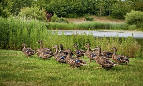 These rescued ducks rode in the back of a Rolls-Royce Cullinan | VISOR