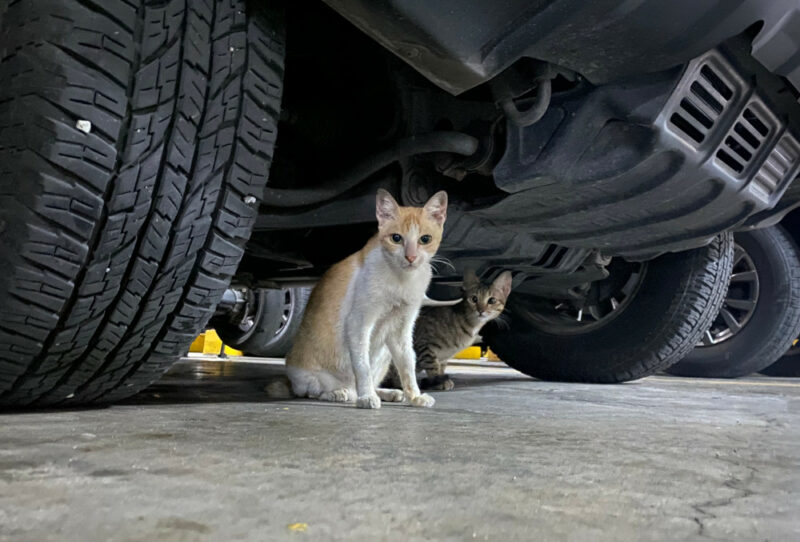 Why you should think twice before removing car-park cats | VISOR